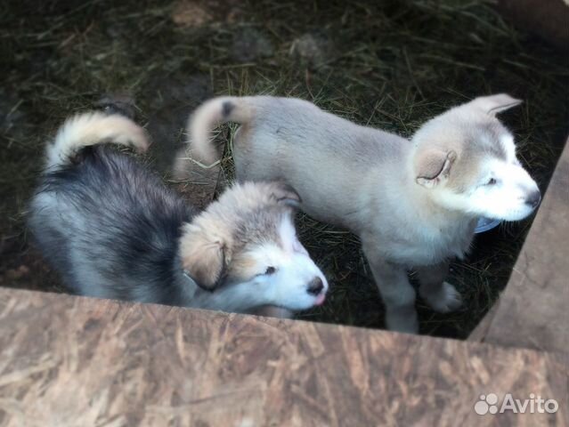 Породистые щенки - Аляскинские маламуты
