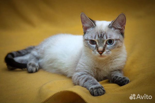 Ищет свою семью кошечка Жасмин