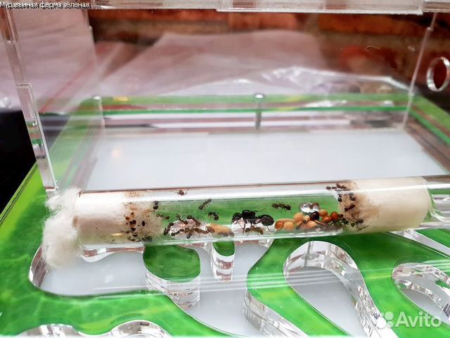 Муравьиная ферма