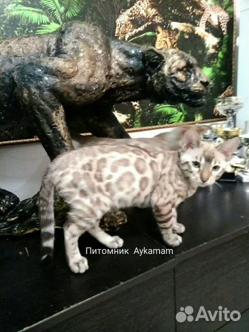 Бенгальские снежные котята котики