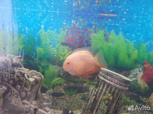 Аквариумные рыбки, северум, акулий балу и сомик