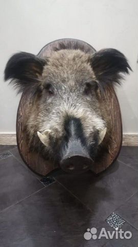 Продам кабанчика