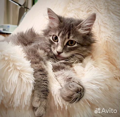 Очаровательный котик 3-4 месяца