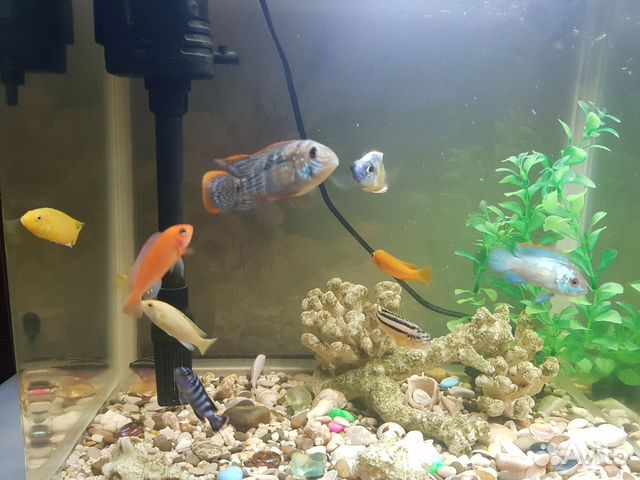 Аквариум с рыбками цихлиды