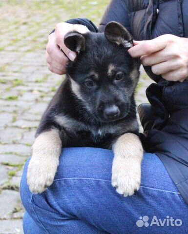 Щенок (мальчик. 2 месяца) в дар