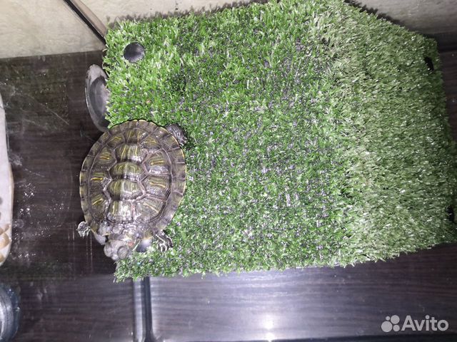 Отдам бесплатно черепаху