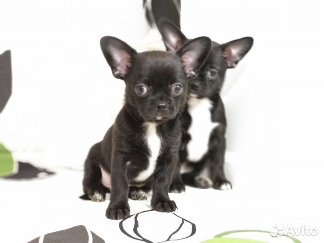 Щенки чихуахуа мальчики и девочки