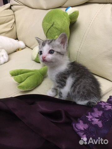 Котёнок, 1 месяц)