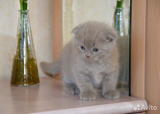 Мальчик скотиш фолд лиловый тебби