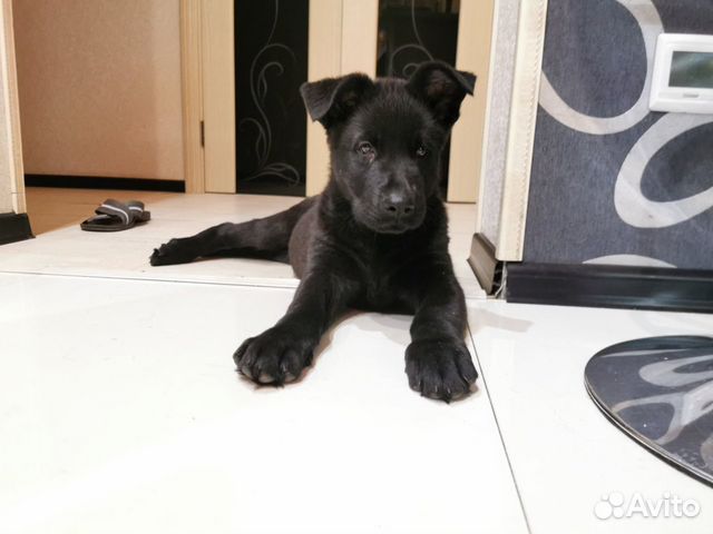 Щенки отборного разведения