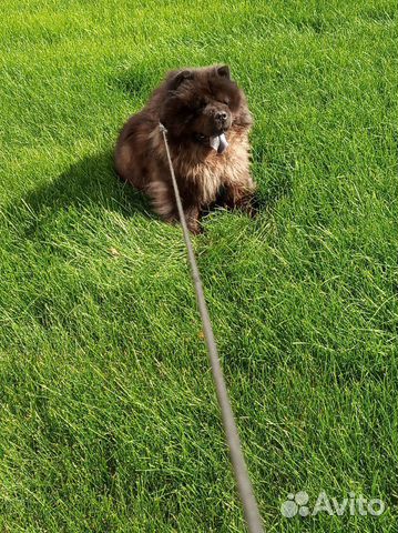 Шерсть чау чау