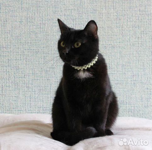 Отдам молоденькую кошечку в Добрые руки
