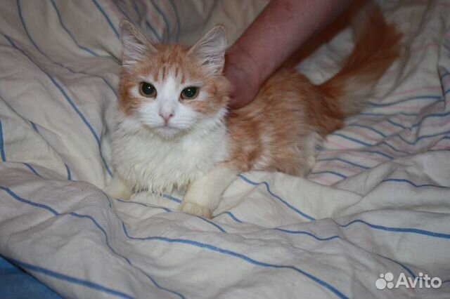 Котенок Сибирская девочка