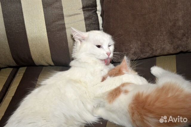 Котенок турецкой ангоры