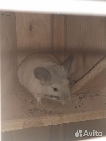 Шиншилла с клеткой