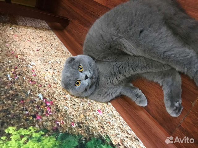 Шотландская вислоухая кошка