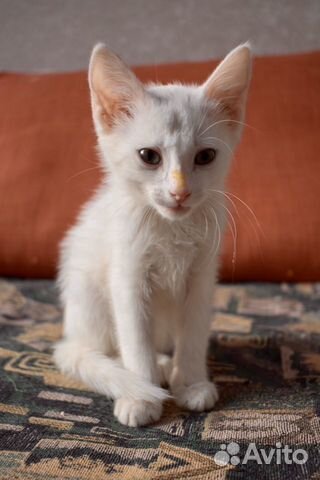 Котенок, мальчик, спросонья такой пупсик (кот, кош