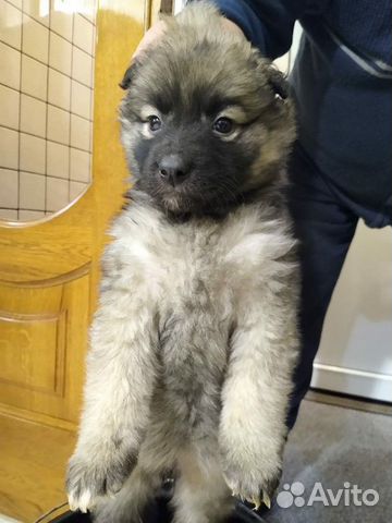 Мохнатый карапуз Мишка в дар