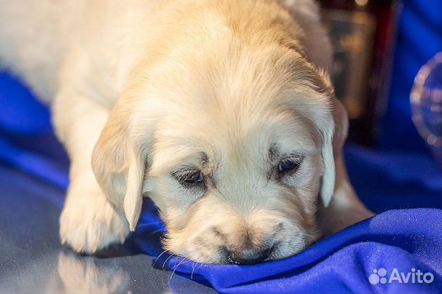 Щенки Золотистого Ретривера