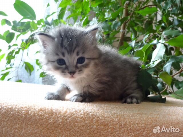 Котик