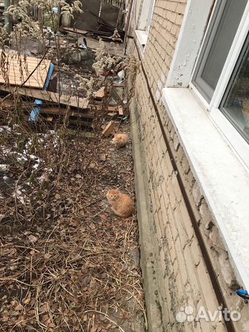 Котята