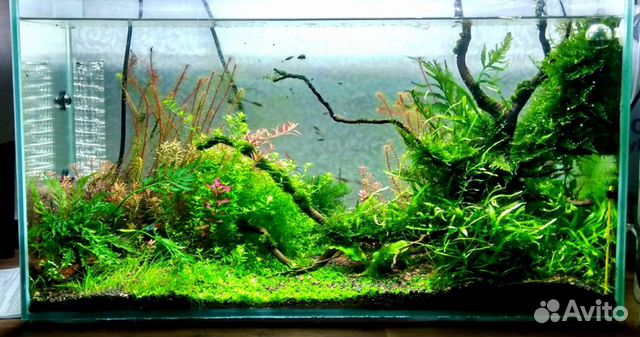 Оформление аквариумов (акваскейпинг)