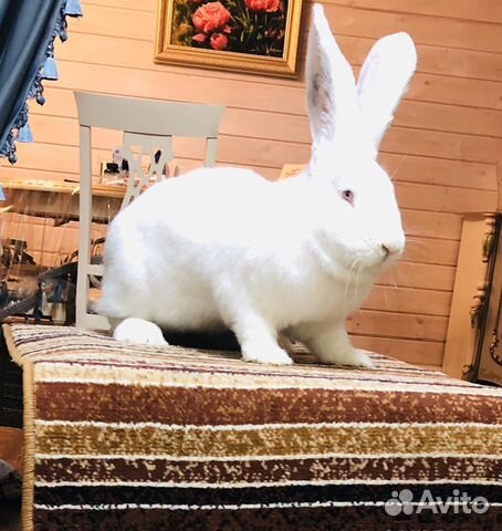 Шикарные кролики