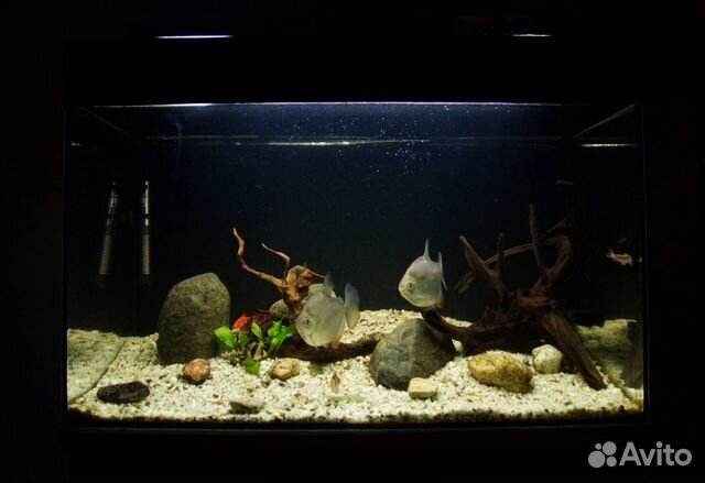 Аквариум 200л с тумбой и обитателями