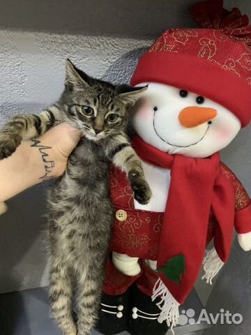 Необычная малышка Беккс, в самые добрые руки