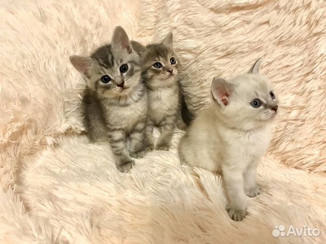 Котята мальчики и девочки тигровые, трехцветная