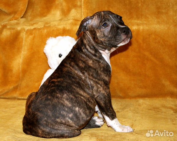 Шикарный парнишка амстаффа