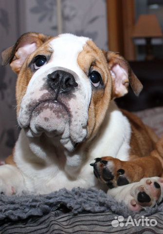Продам девочку английского бульдога