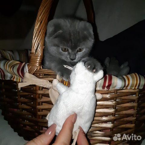 Пушистые ляльки