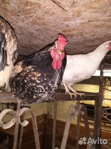 Продаю Петушков