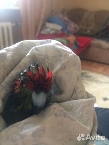 Попугай,Какарик