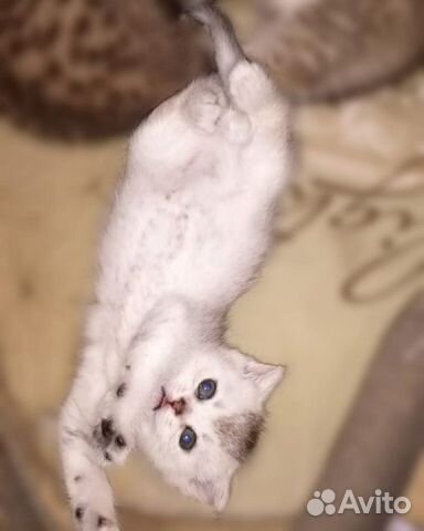 Шатландские котята