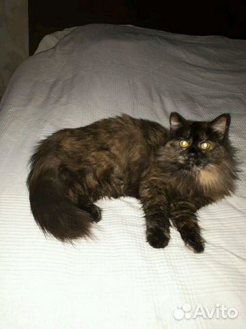 Кошечка подрсток в заботливые руки