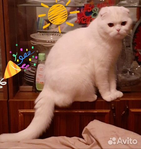 Кот шотладец вислоухий