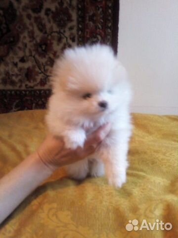 Немецкий шпиц, девочка