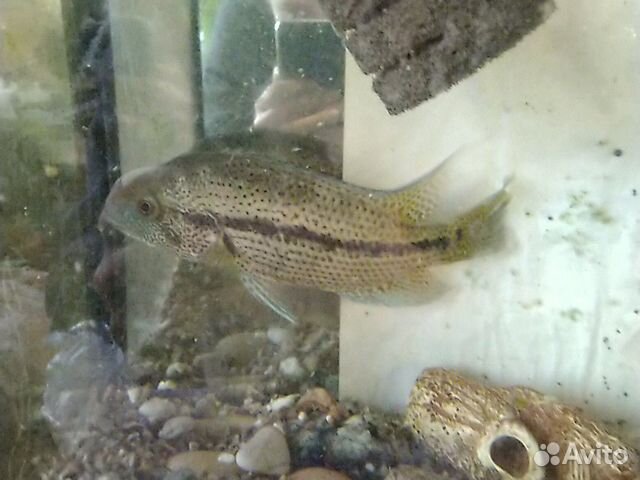 Парахромис дови (Доу), цихлида-волк