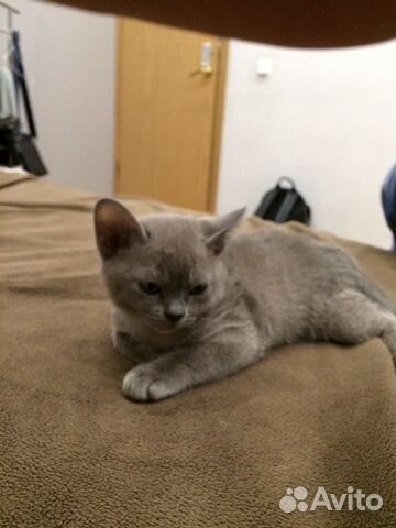 Котята породы Бурма