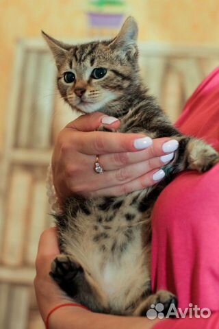 Кошка Дуняша 6 мес