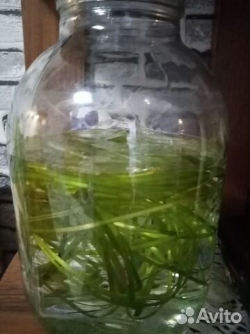 Живые водоросли