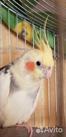 Готовится к продаже пара корелл. 3.5 года обоим