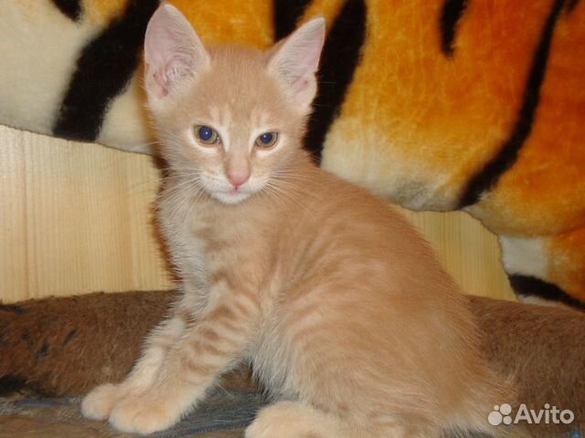 Мини рысята-курильчата к празднику