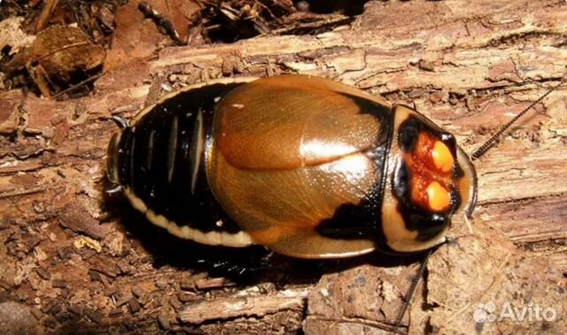 Таракан "Автомобильчик" (Luсihоrmеtiса vеrruсоsа)