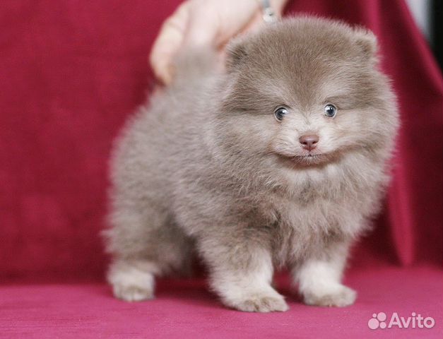 Очаровательные малыши миниатюрный шпиц