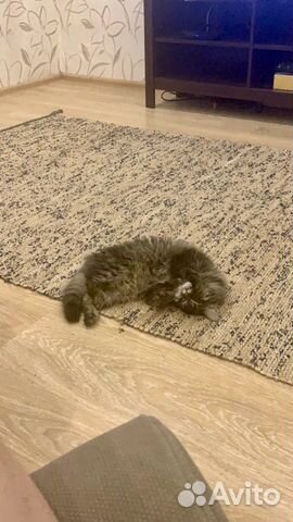Котенок, девочка, фенотип сибирской породы