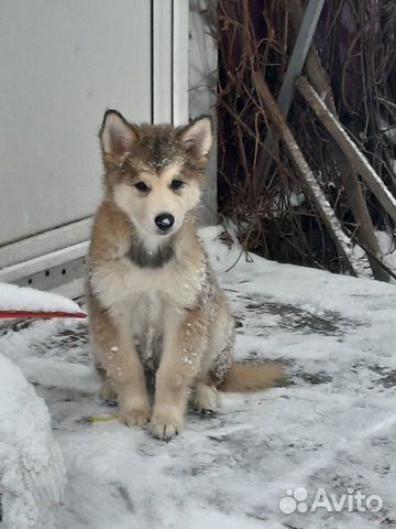 Аляскинский маламут