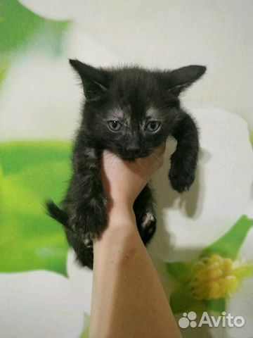 Твари животного мира